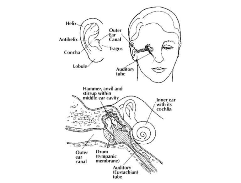 Fisiologia e patologia dell’orecchio - PROF. FABRIZIO SALVINELLI